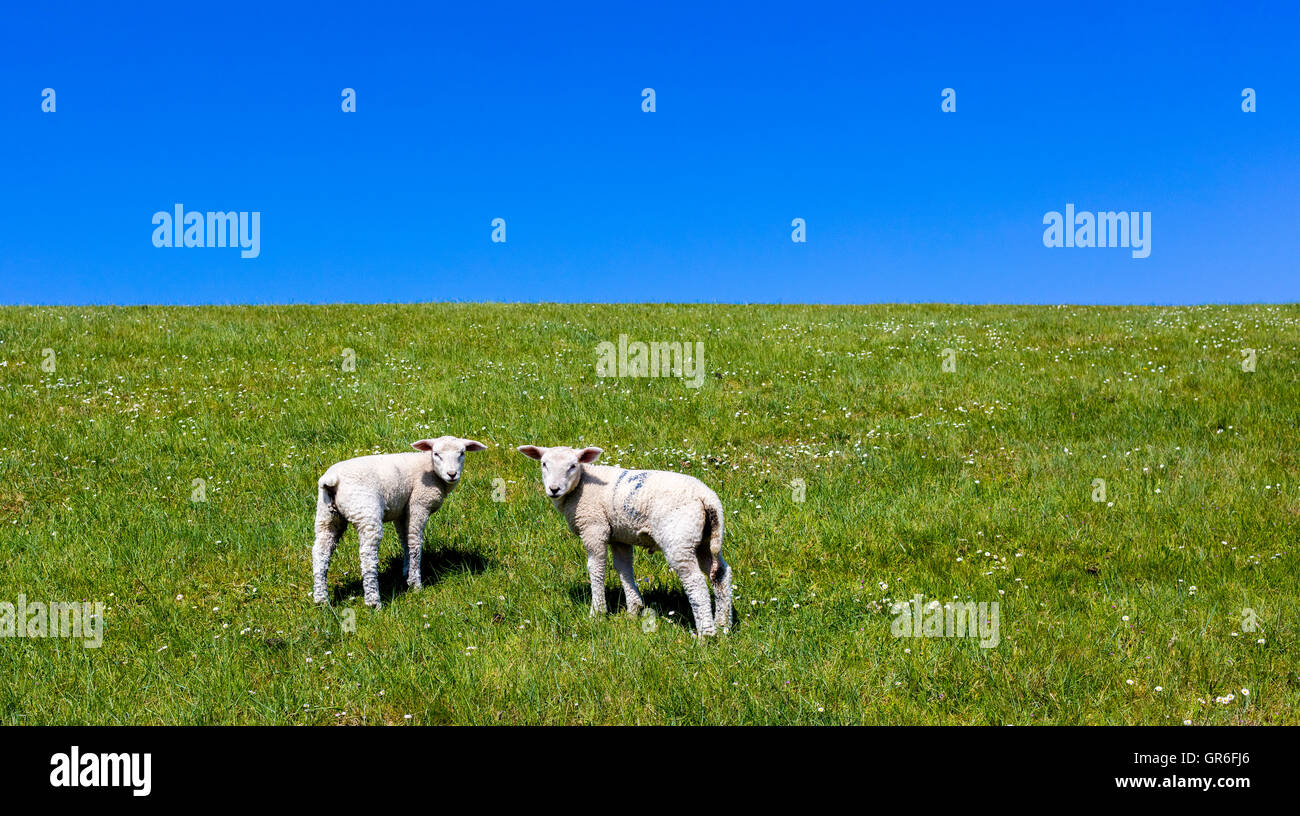 Shy sheep hi-res stock photography and images - Alamy