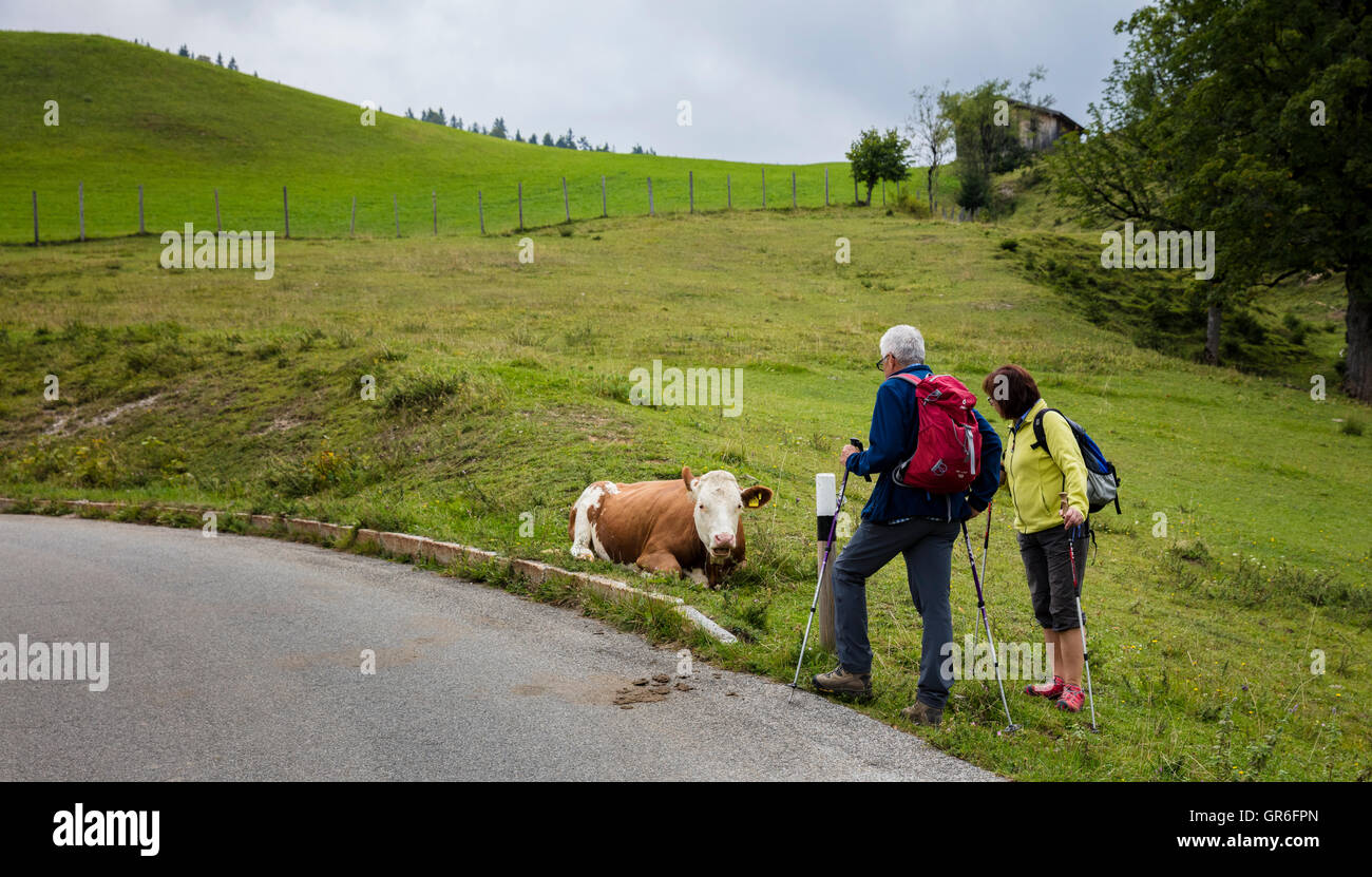 Cow and humans hi-res stock photography and images - Alamy