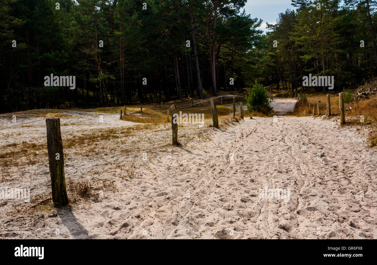 Forrest track hi-res stock photography and images - Alamy