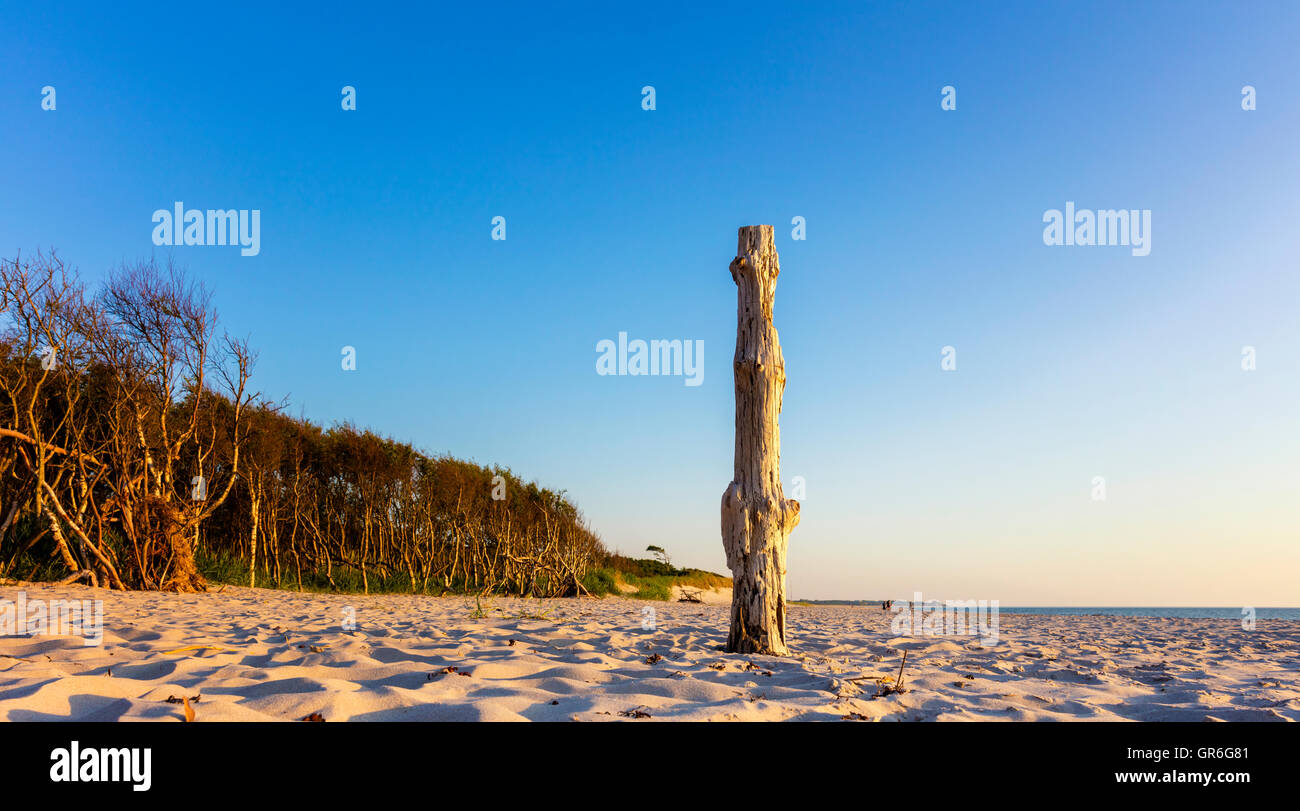 Only A Tree Stock Photo - Alamy