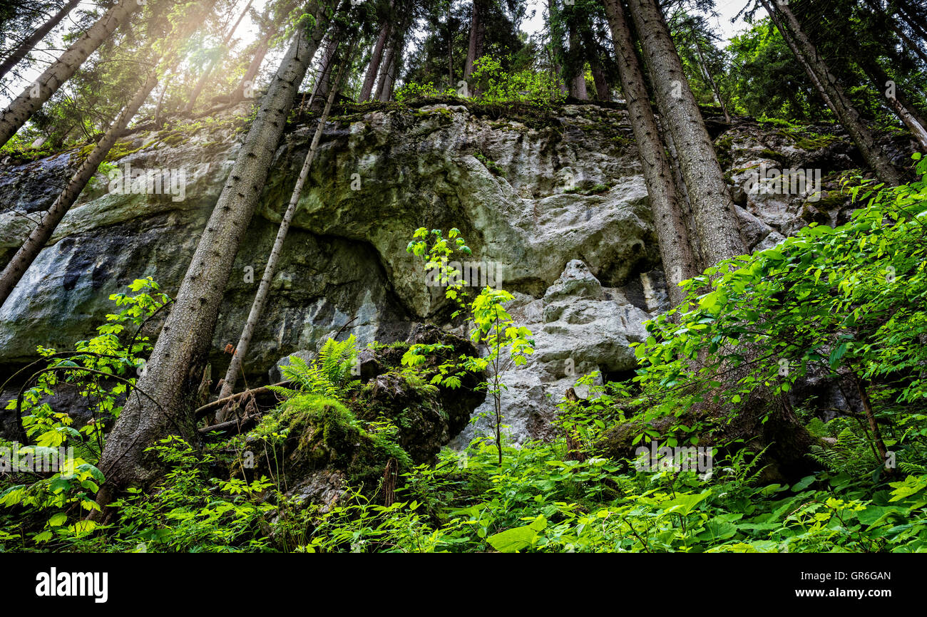 Rock In Forest Stock Photo - Alamy
