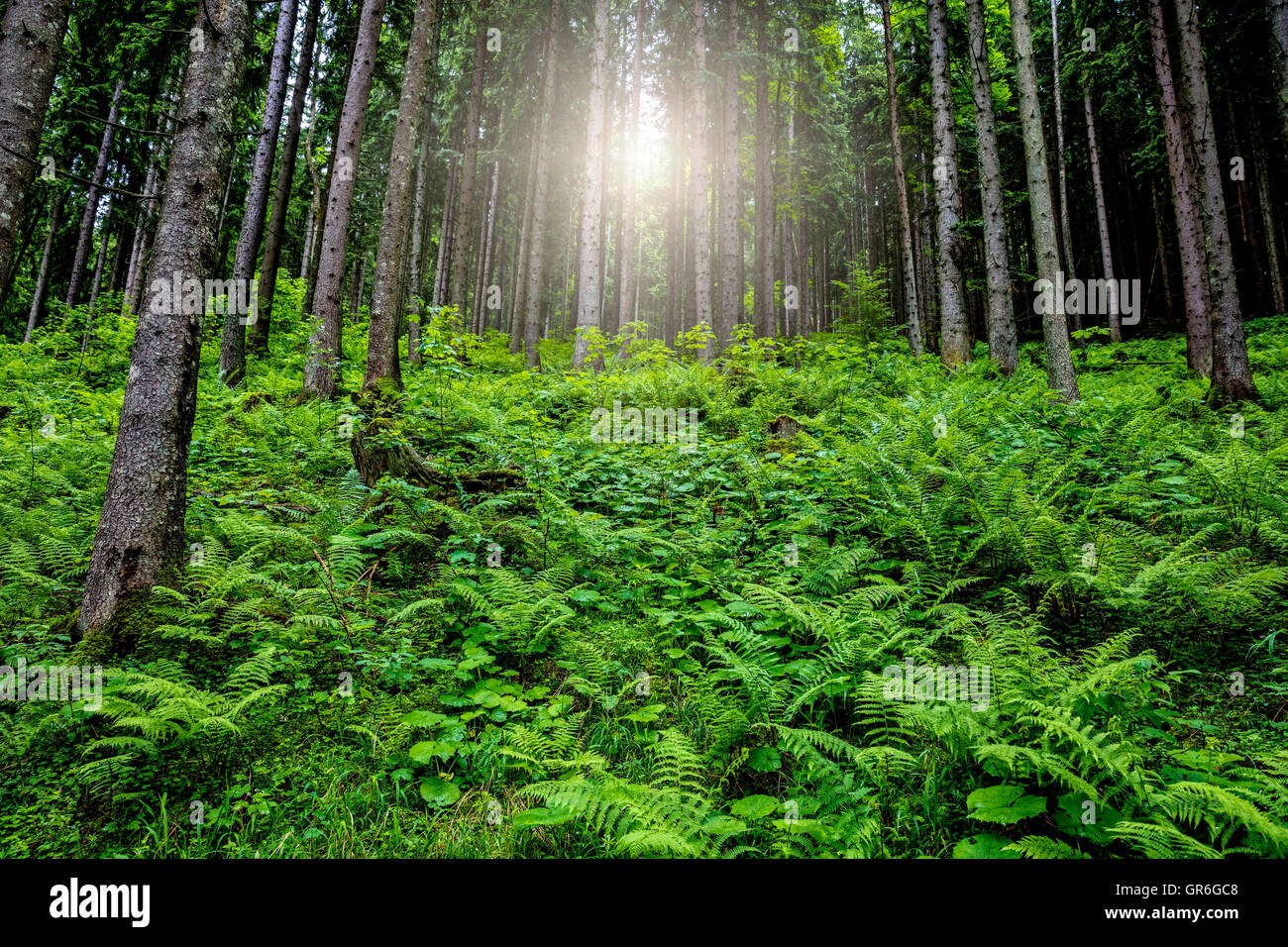 In The Forrest Stock Photo - Alamy