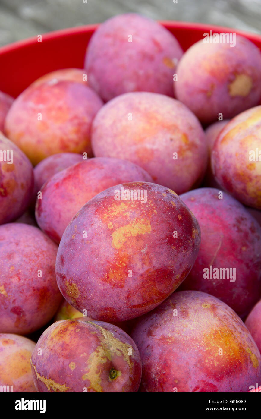 Plums fruit hi-res stock photography and images - Alamy