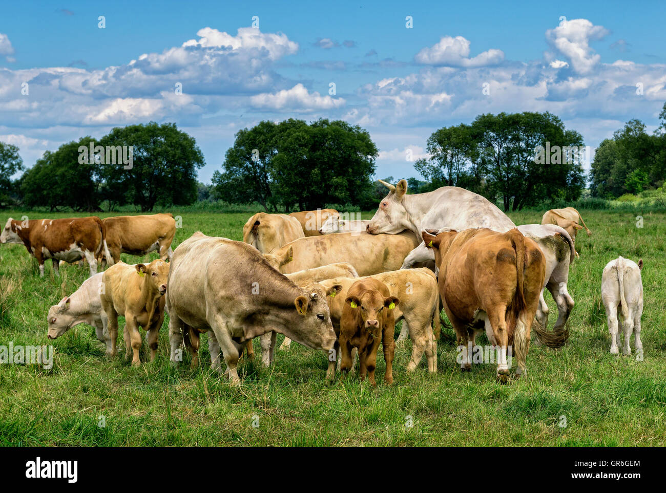Cow sausage hi-res stock photography and images - Alamy