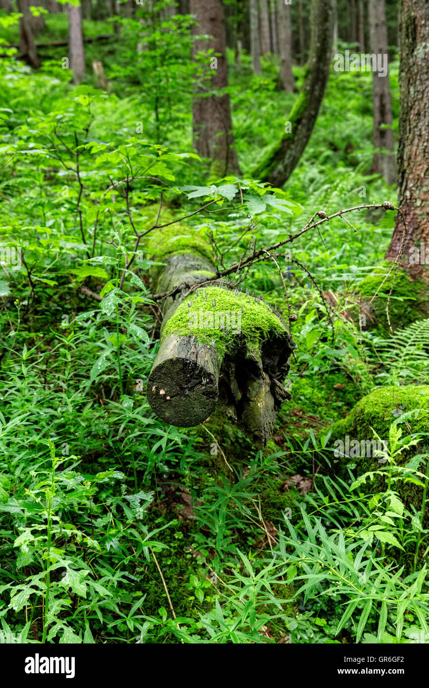 Amp tree hi-res stock photography and images - Alamy