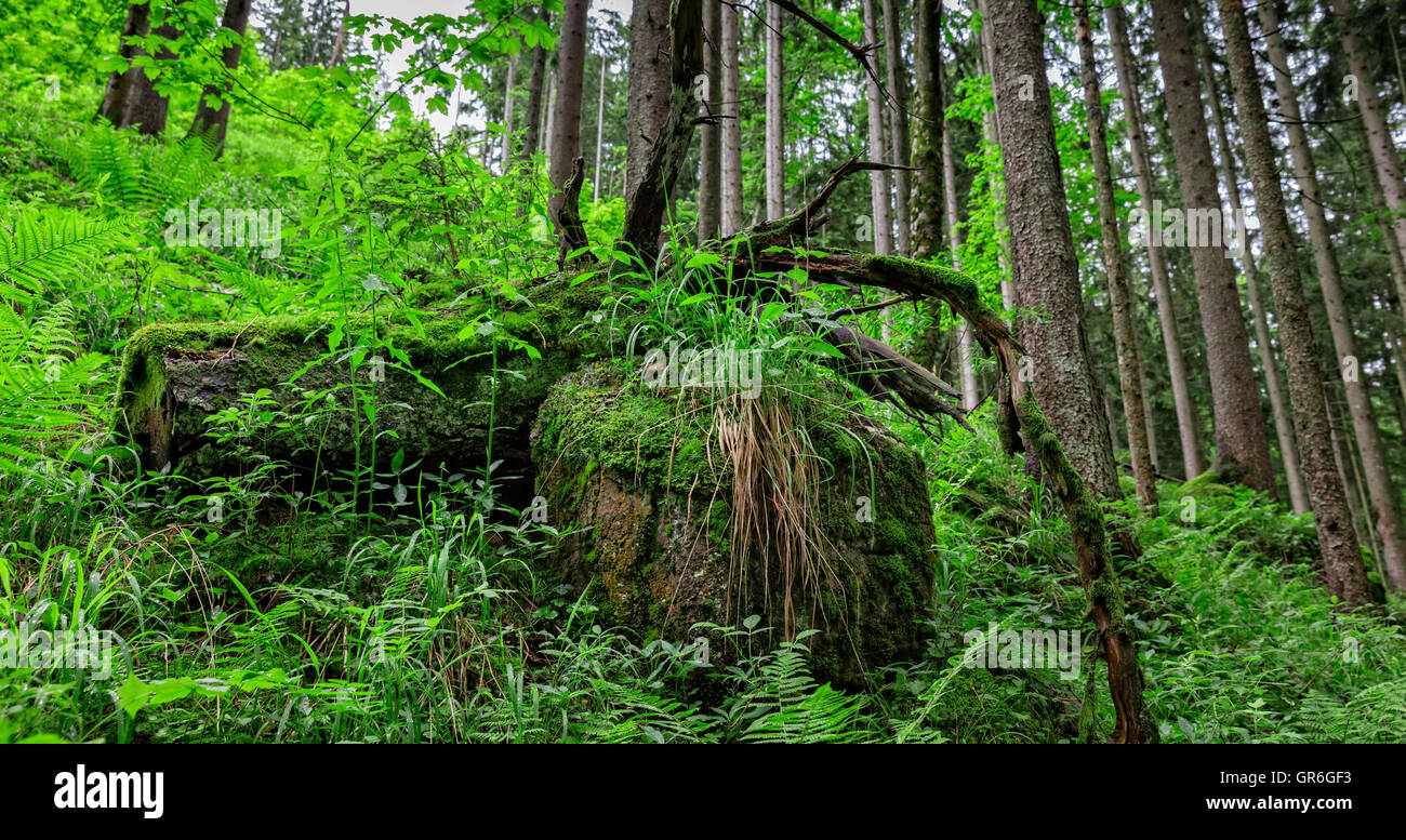 Bavarian forrest hi-res stock photography and images - Alamy