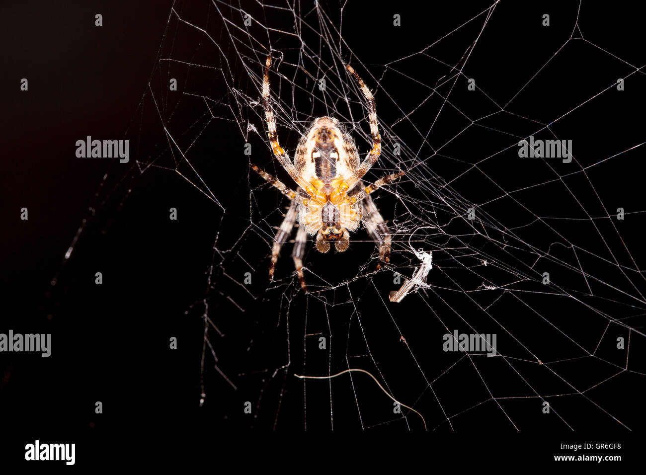 Spider and his house Stock Photo - Alamy