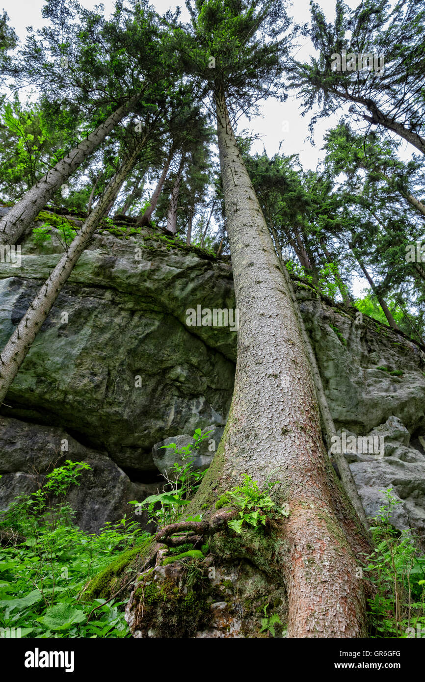 Forrest ferns hi-res stock photography and images - Alamy
