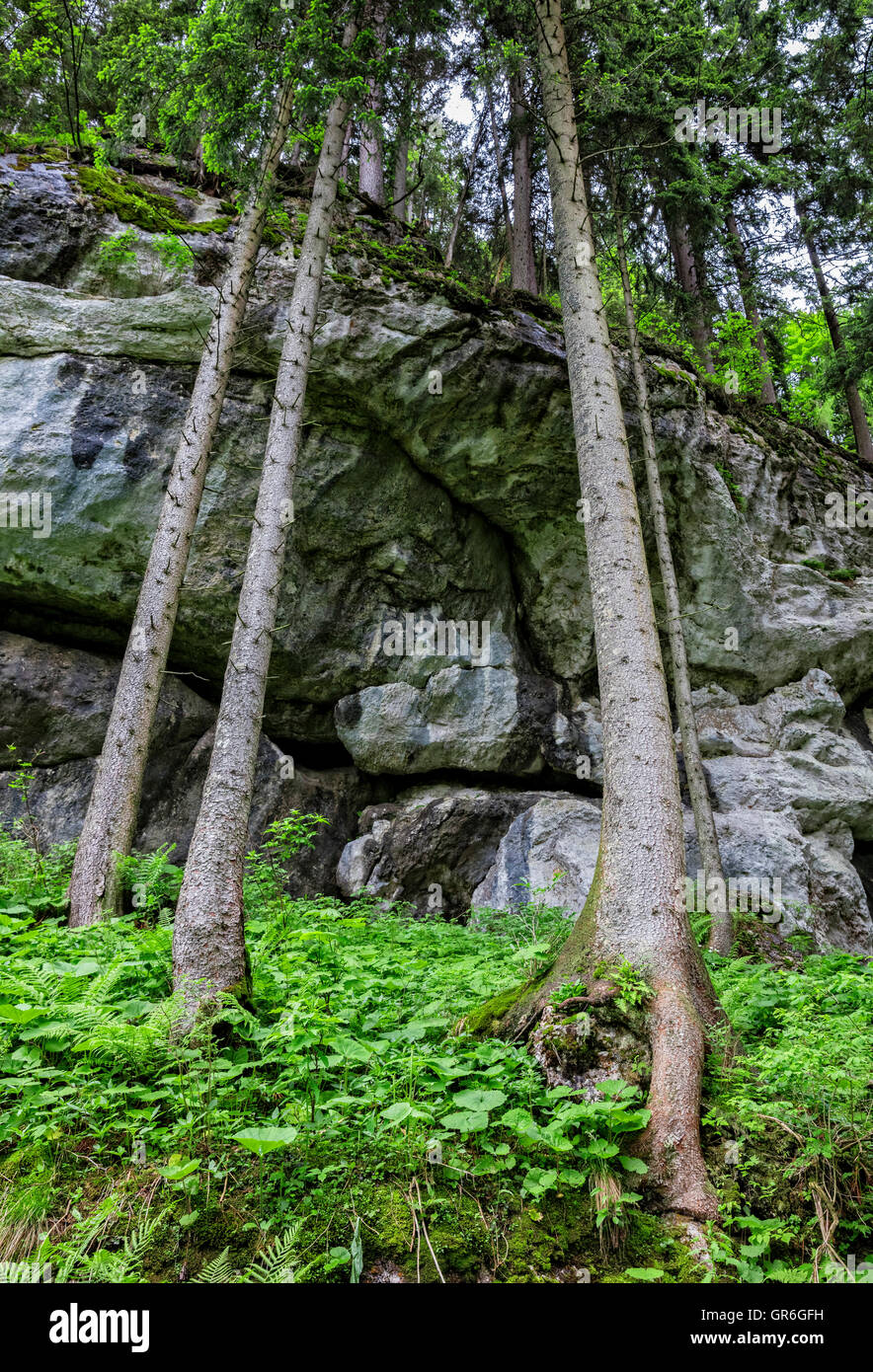 Wood forrest trees bushes hi-res stock photography and images - Alamy
