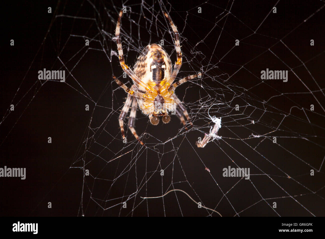 Large white spider web hi-res stock photography and images - Alamy