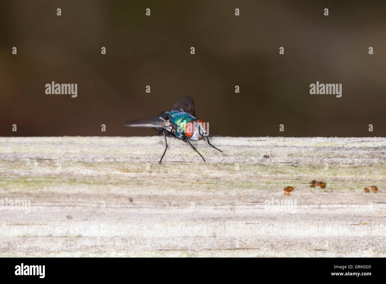 fly poses for pictures Stock Photo - Alamy