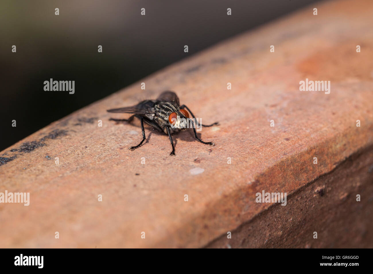 Portrait of a sitting fly Stock Photo - Alamy