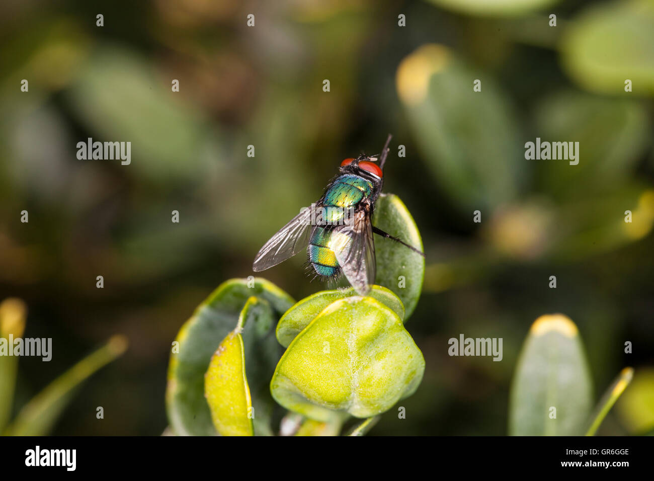colored fly sitting on a leaf Stock Photo - Alamy