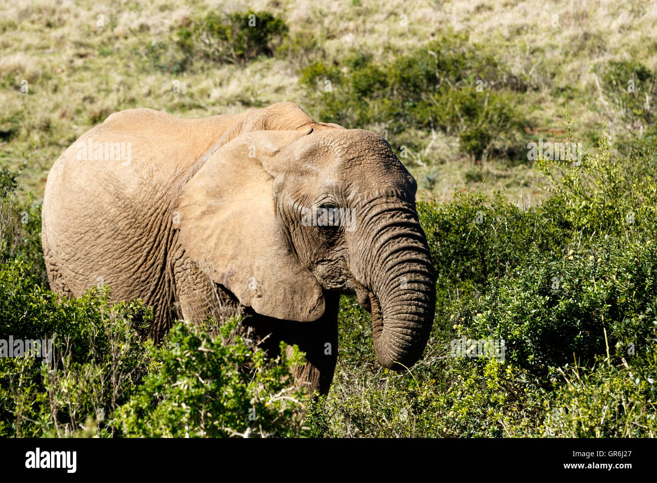 African Bush Ele High Resolution Stock Photography and Images - Alamy