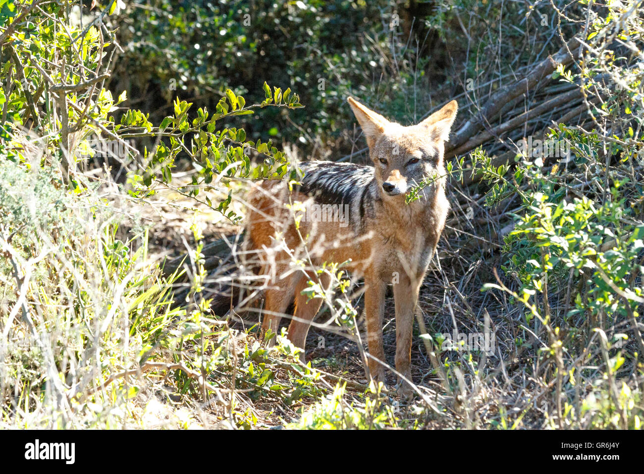 The jackal is a small omnivorous mammal of the genus Canis, which also ...