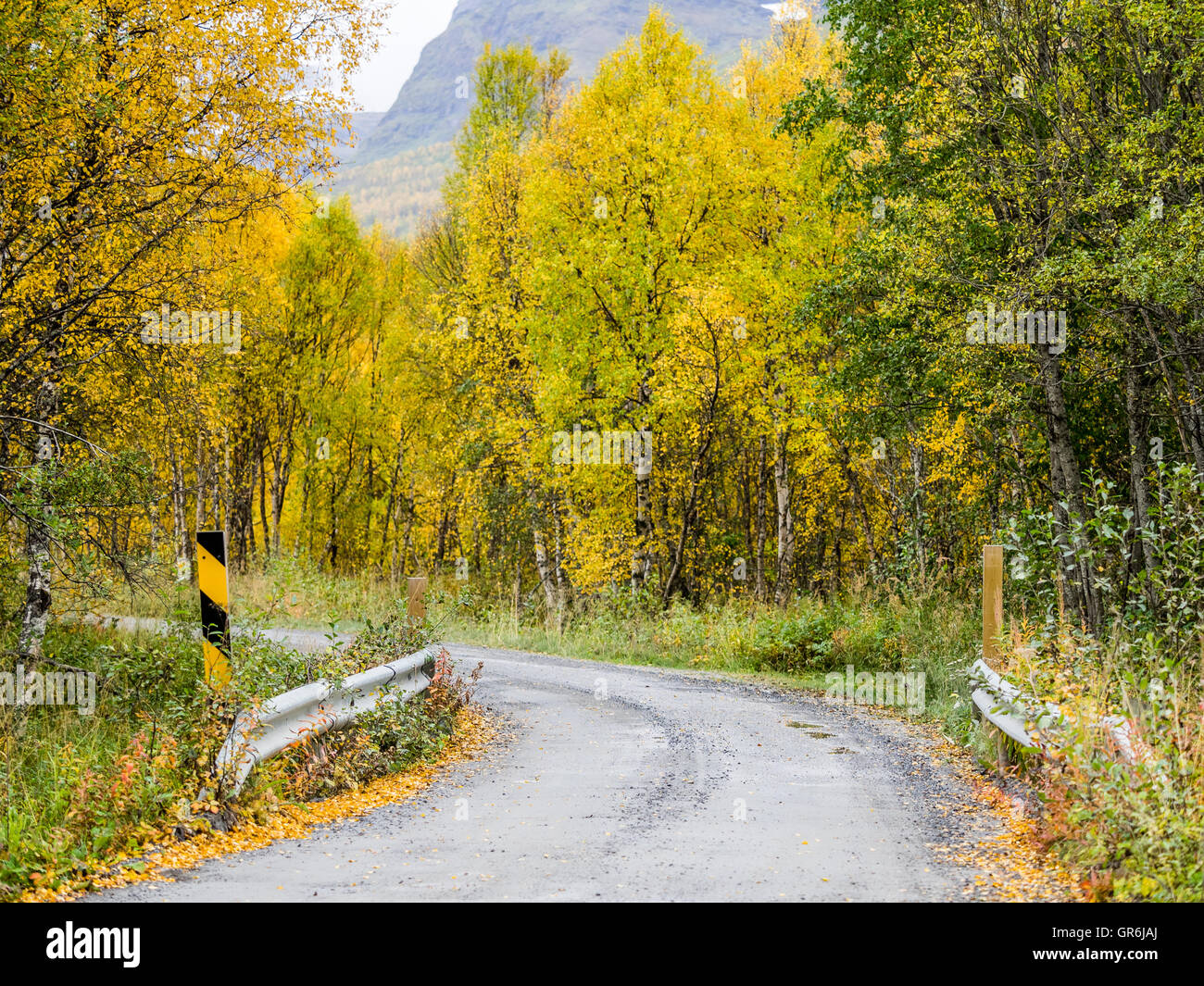 Trees next to a road hi-res stock photography and images - Alamy