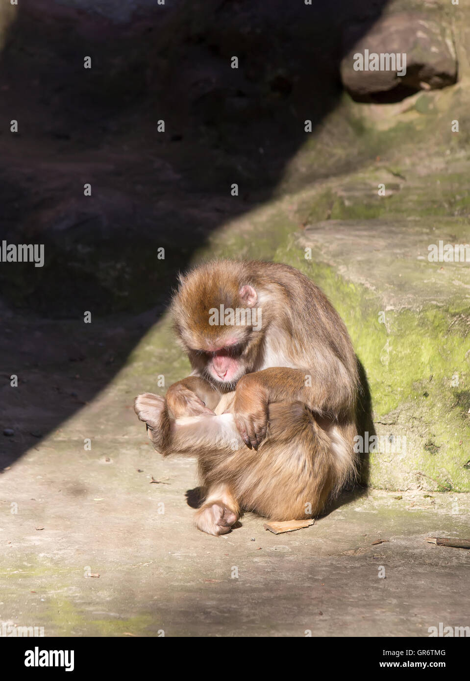 monkey zoo Africa mammal animal Stock Photo - Alamy