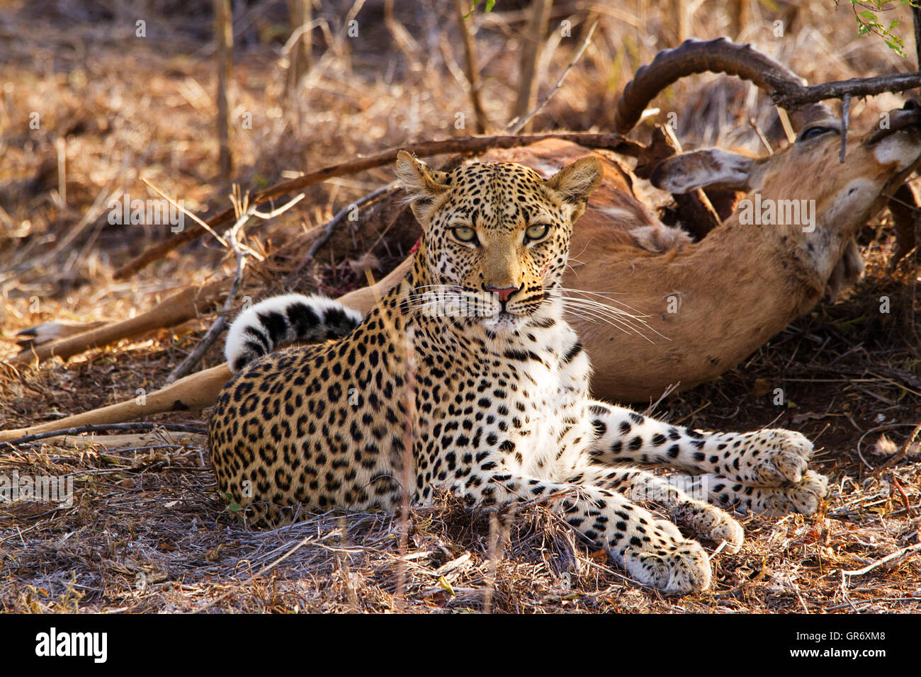 A leopard and its prey Stock Photo - Alamy
