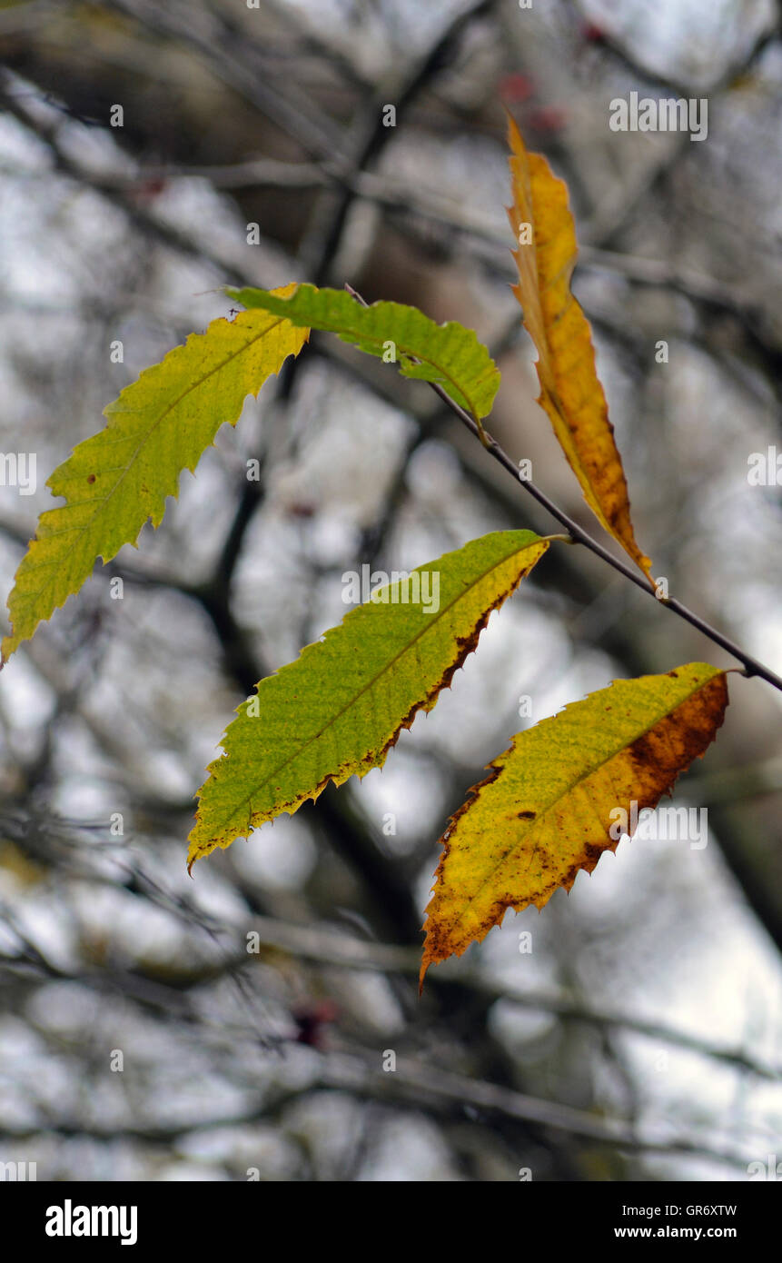 Golden leaves and branches hi-res stock photography and images - Alamy