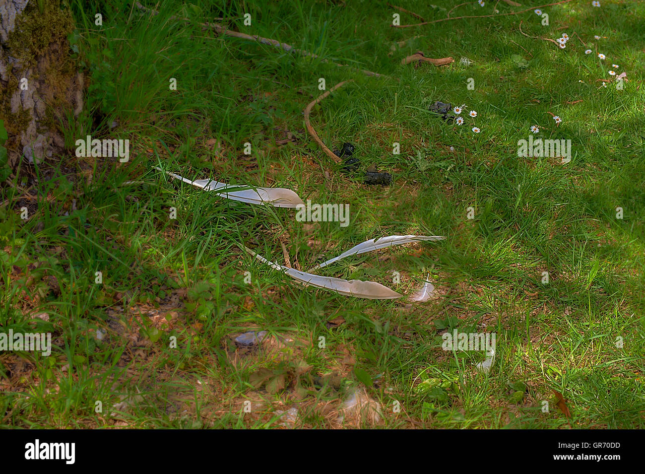 Fragile grass hi-res stock photography and images - Alamy