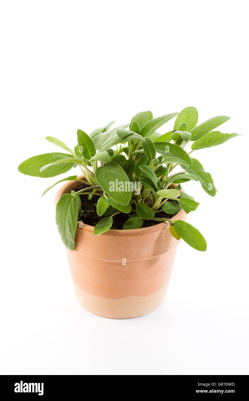 Sage oil salvia officinalis Cut Out Stock Images & Pictures - Alamy