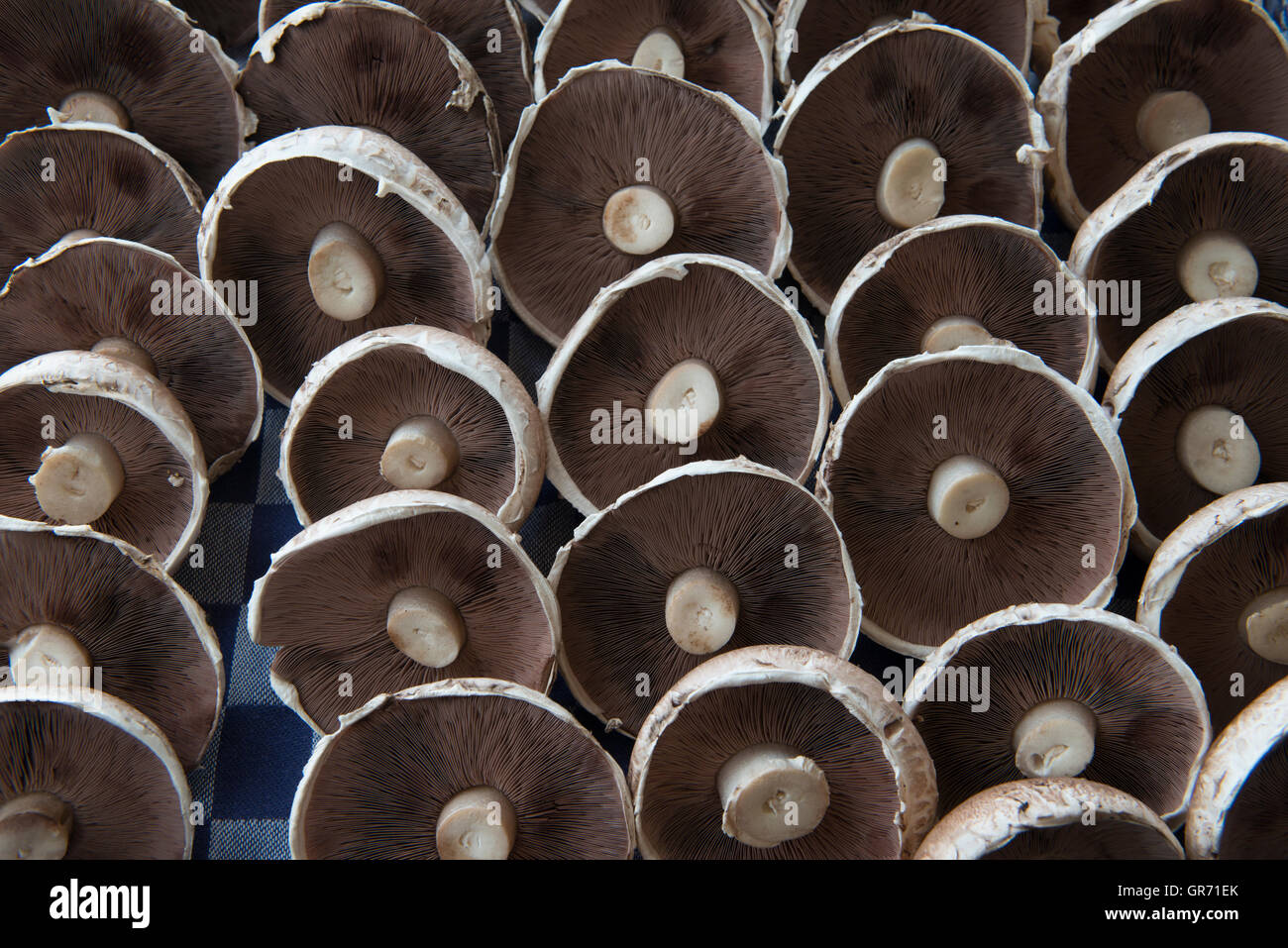 Eatable mushrooms (bottom side) displayed at a market booth, Amersfoort ...