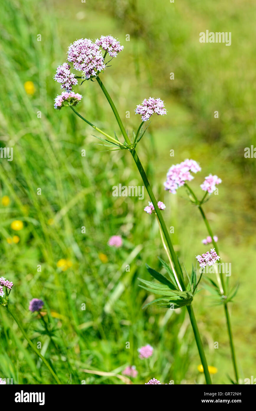 Valerian blooms hi-res stock photography and images - Alamy