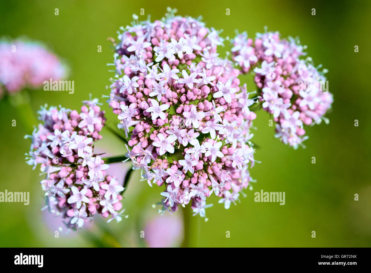 Valerian blooms hi-res stock photography and images - Alamy