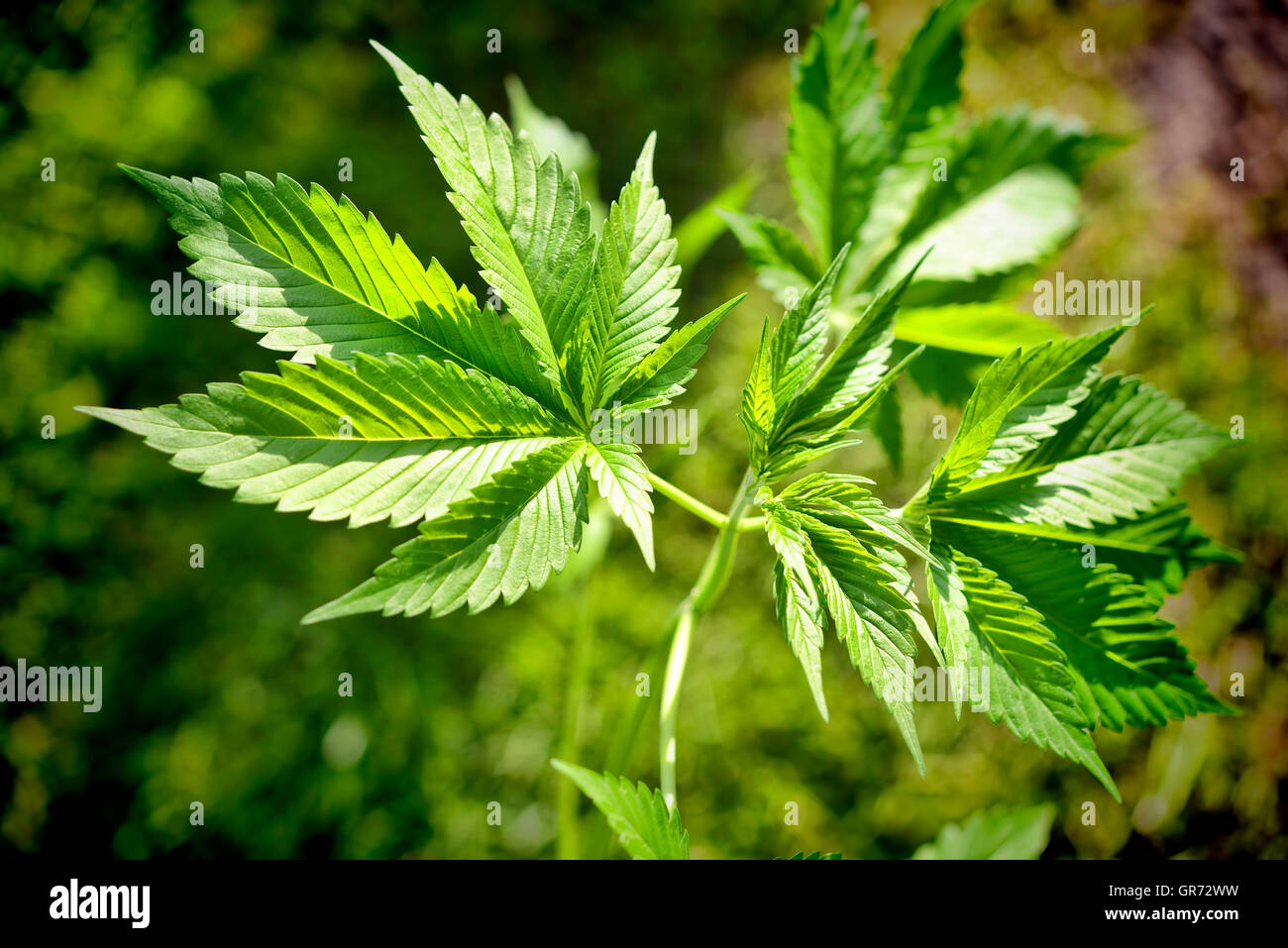 Cannabis sativa hi-res stock photography and images - Alamy