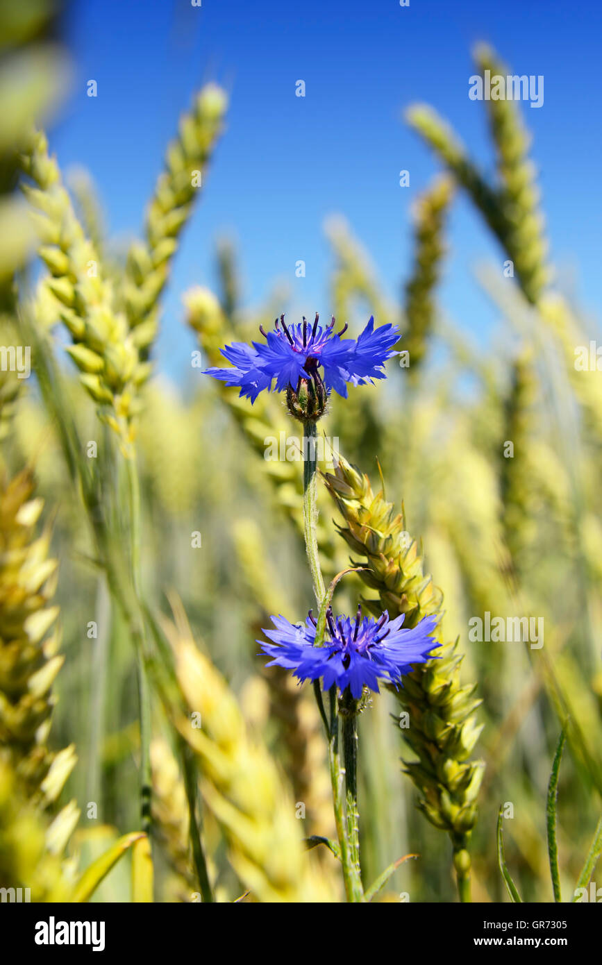 Blue corn flowers in nature hi-res stock photography and images - Alamy