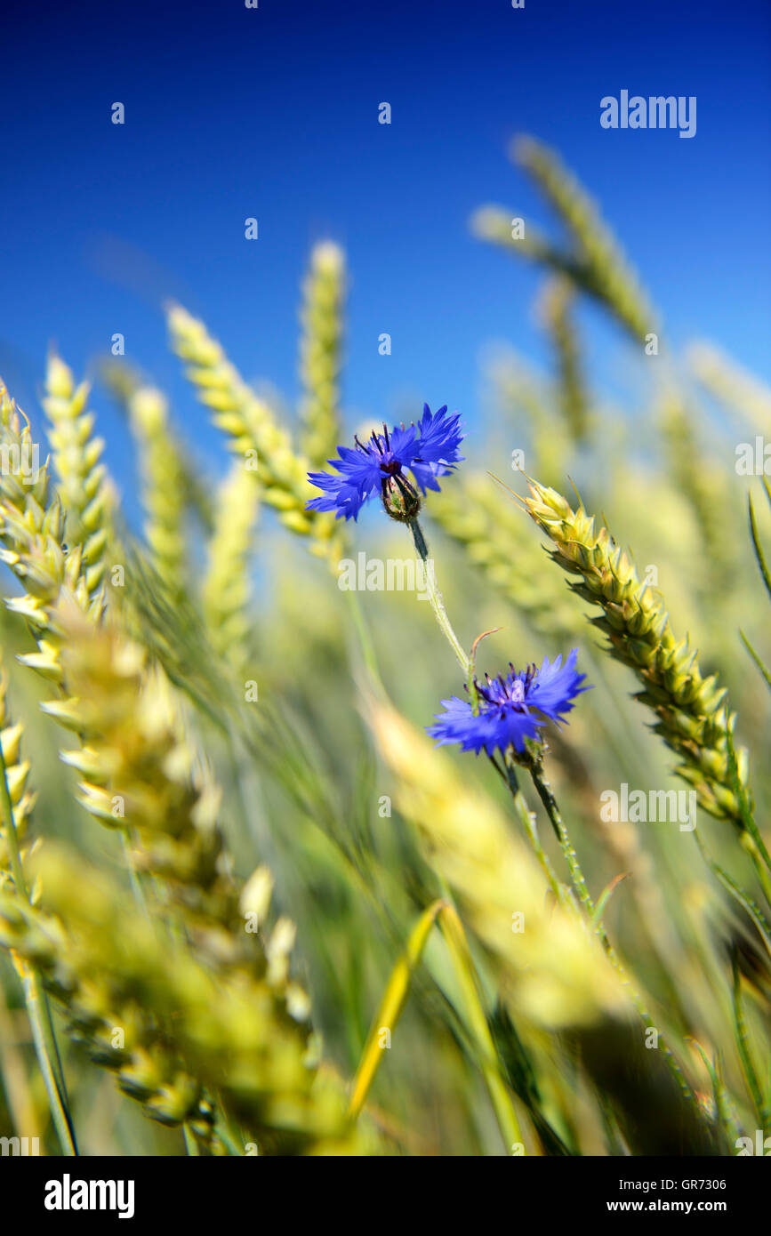 Blue corn flowers in nature hi-res stock photography and images - Alamy