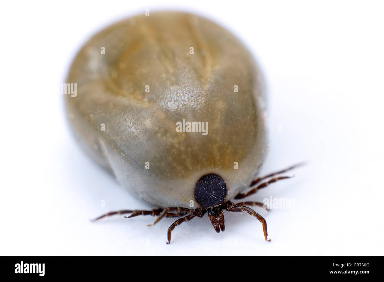 Ixodida tick hi-res stock photography and images - Alamy