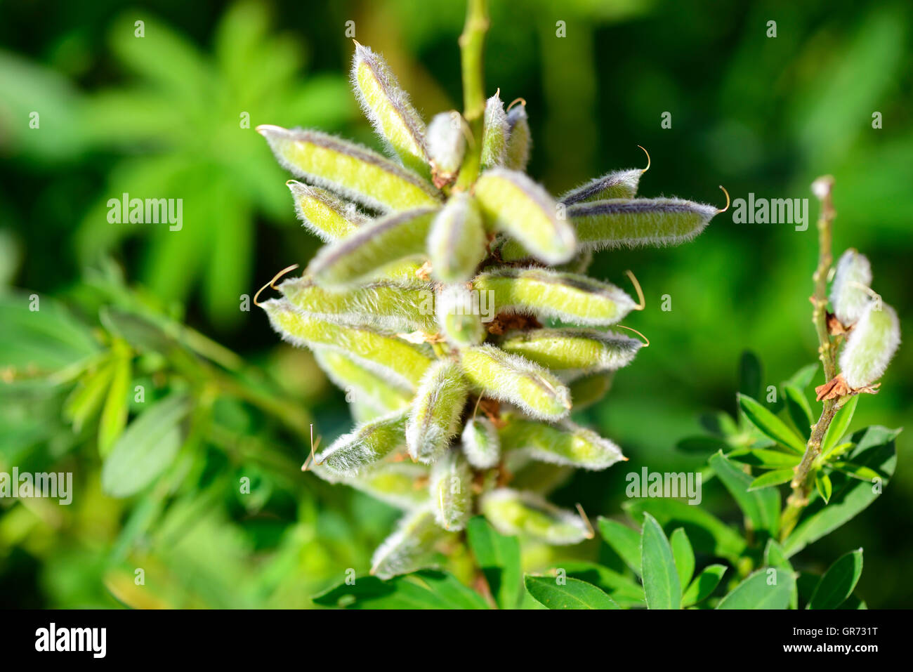Lupin seed hi-res stock photography and images - Alamy