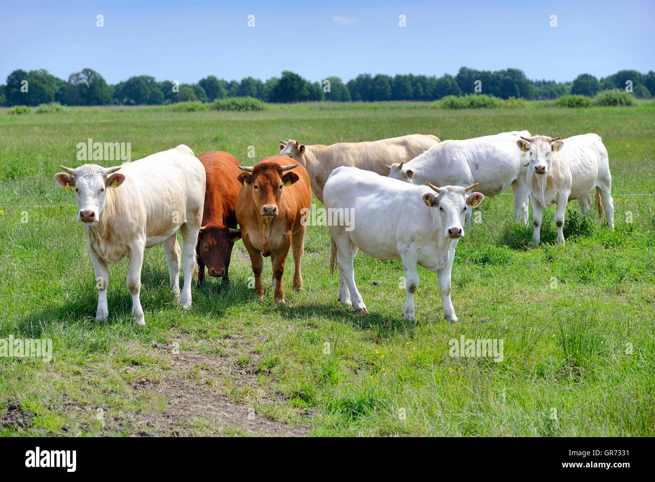 Daily cattle hi-res stock photography and images - Alamy