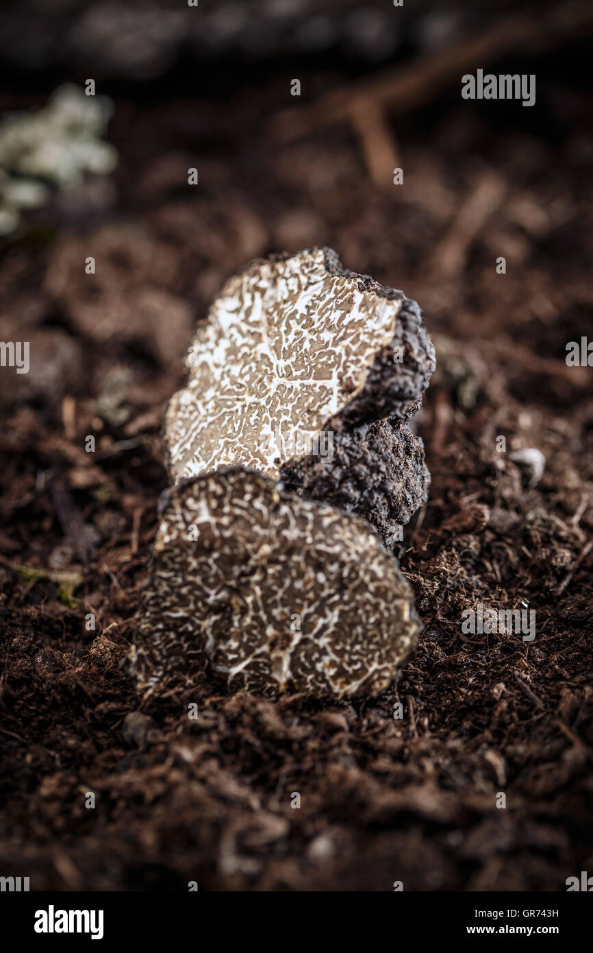 Black truffle truffle french black hi-res stock photography and images ...