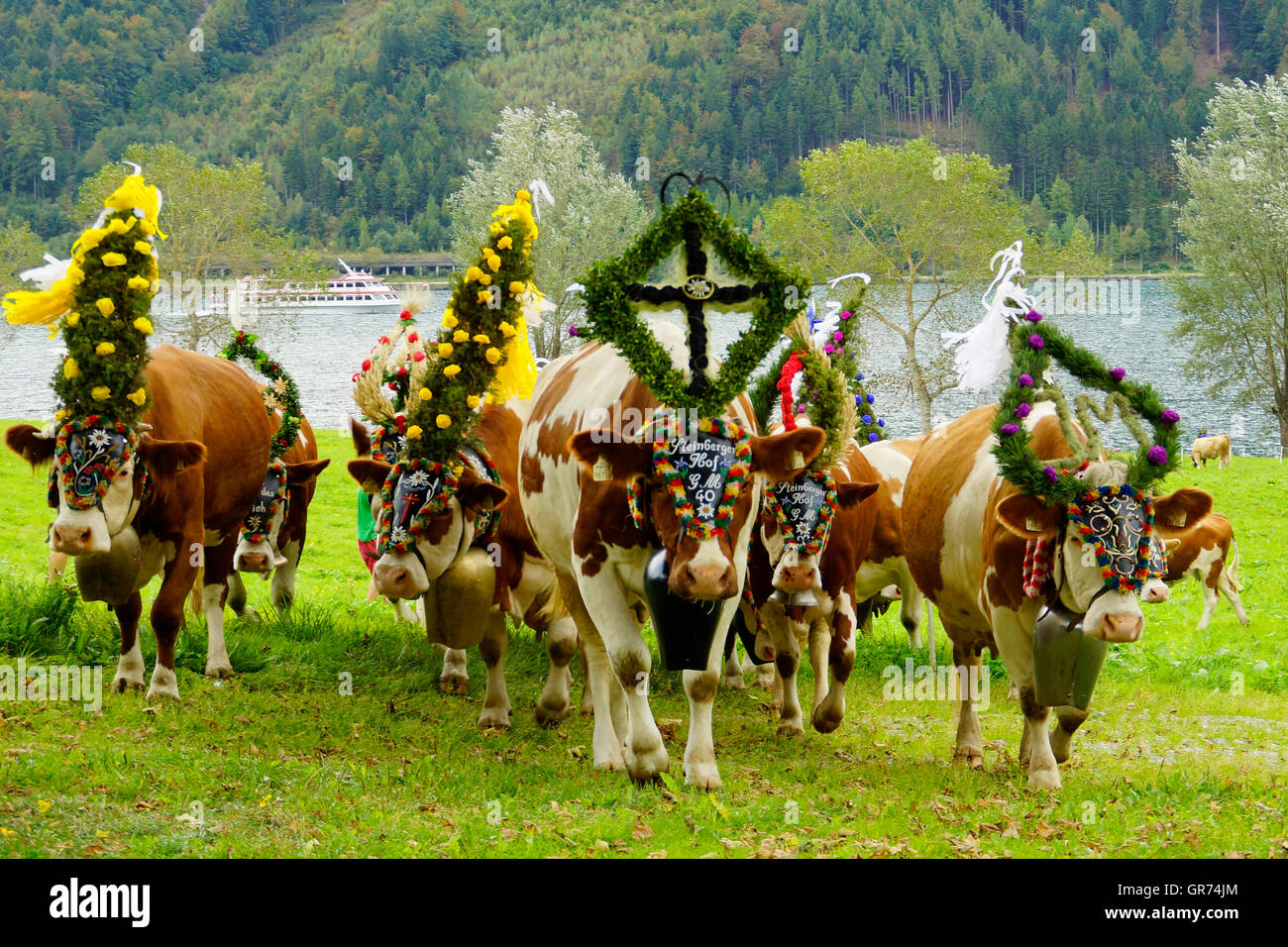 Cows in the bavarian alps hi-res stock photography and images - Alamy