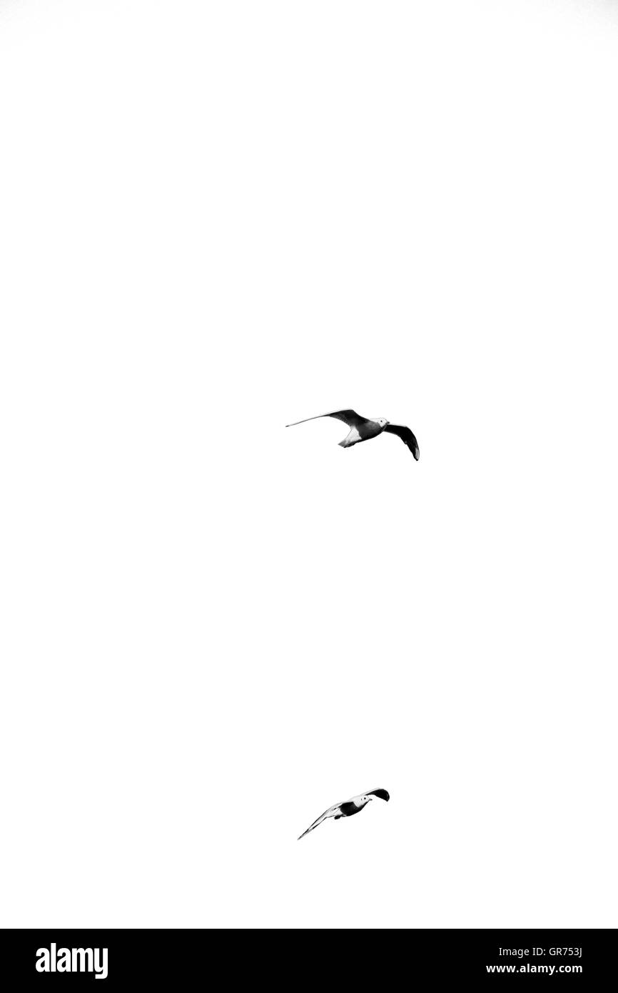 and free group of birds in oman the sky Stock Photo - Alamy