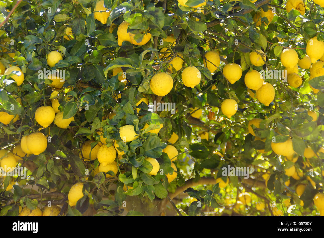 Sea lemons hi-res stock photography and images - Alamy
