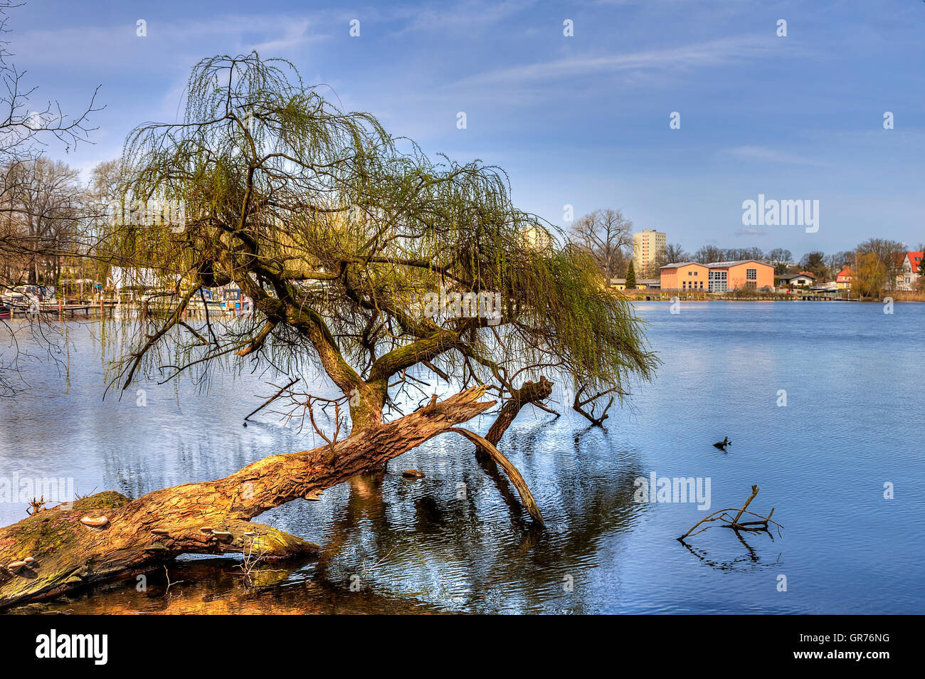Tree In The Sea Stock Photo - Alamy