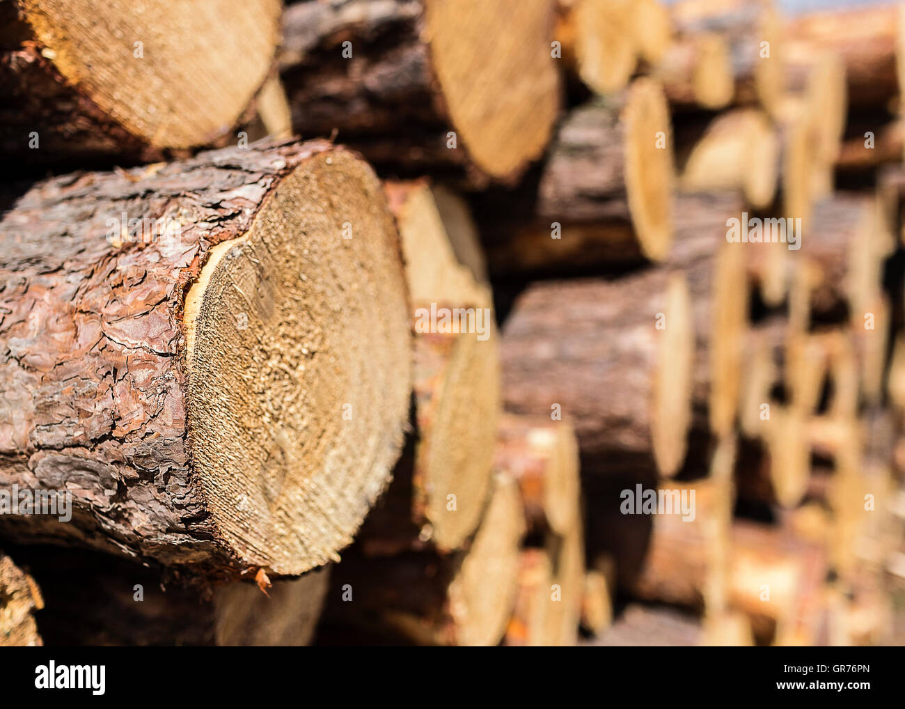 Pile Of Logs Stock Photo - Alamy