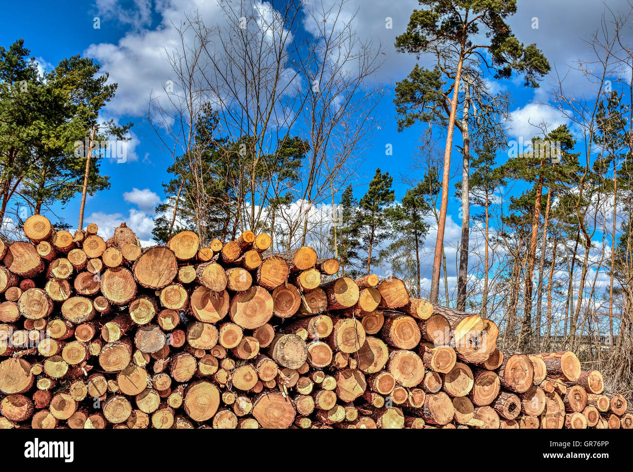 Pile of cut conifer logs hi-res stock photography and images - Alamy