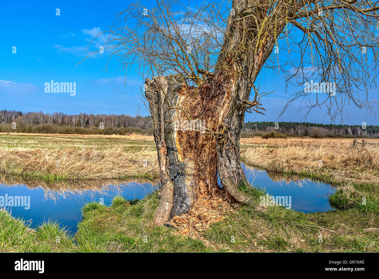 Only A Tree Stock Photo - Alamy