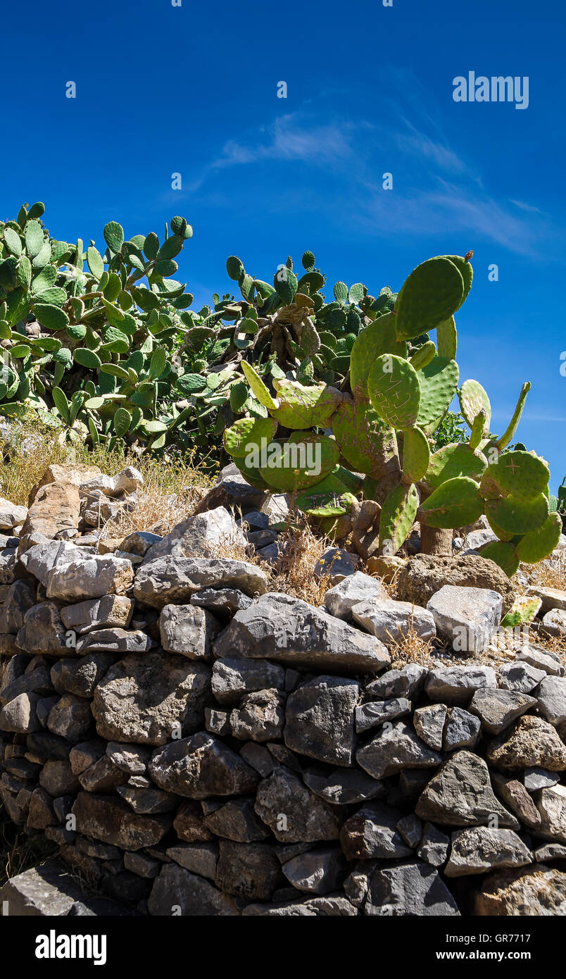 Ovary wall hi-res stock photography and images - Alamy
