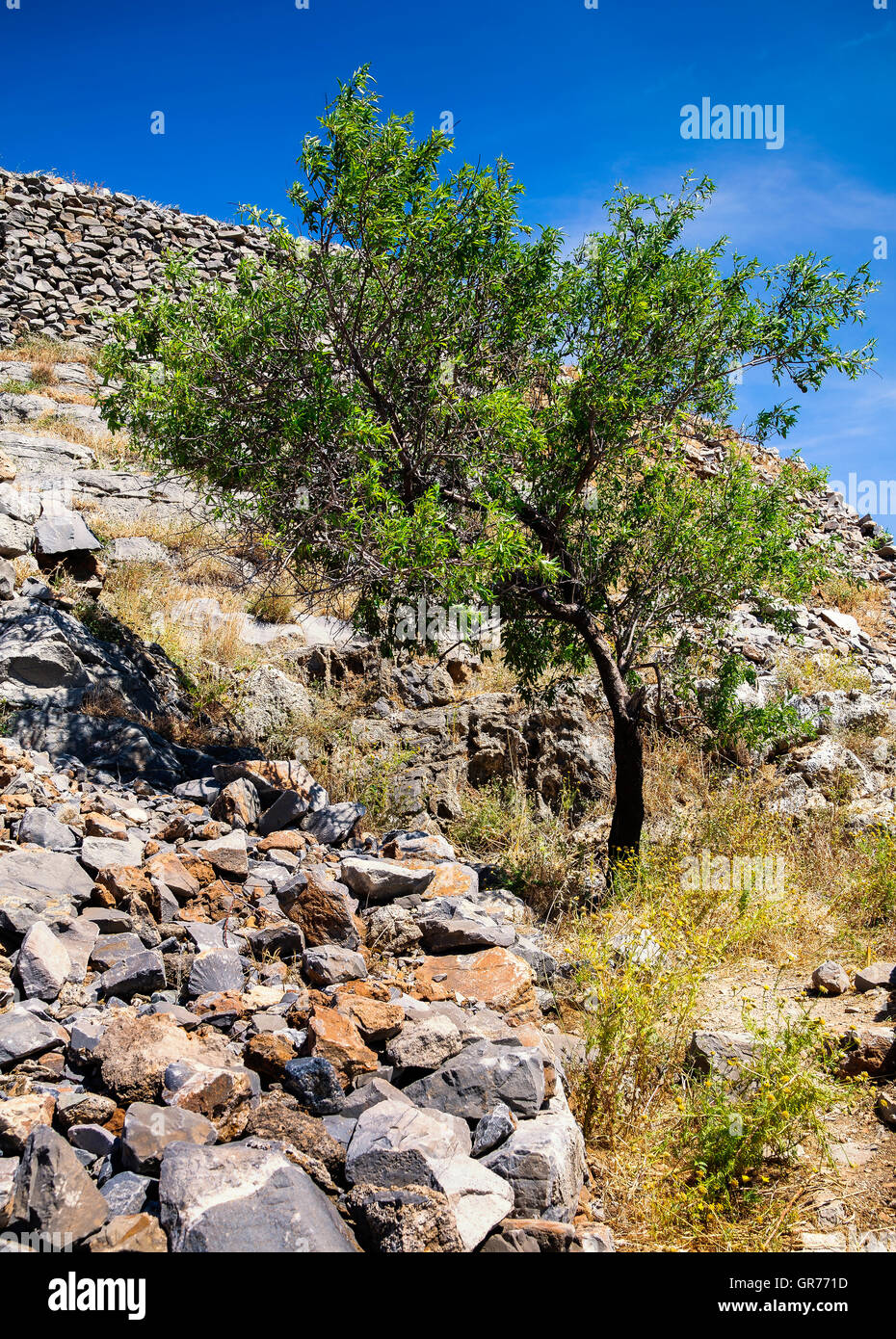 Only A Tree Stock Photo - Alamy