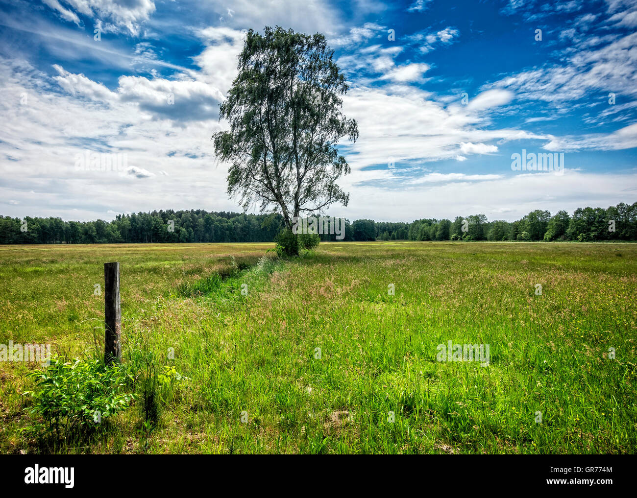 Only A Tree Stock Photo - Alamy
