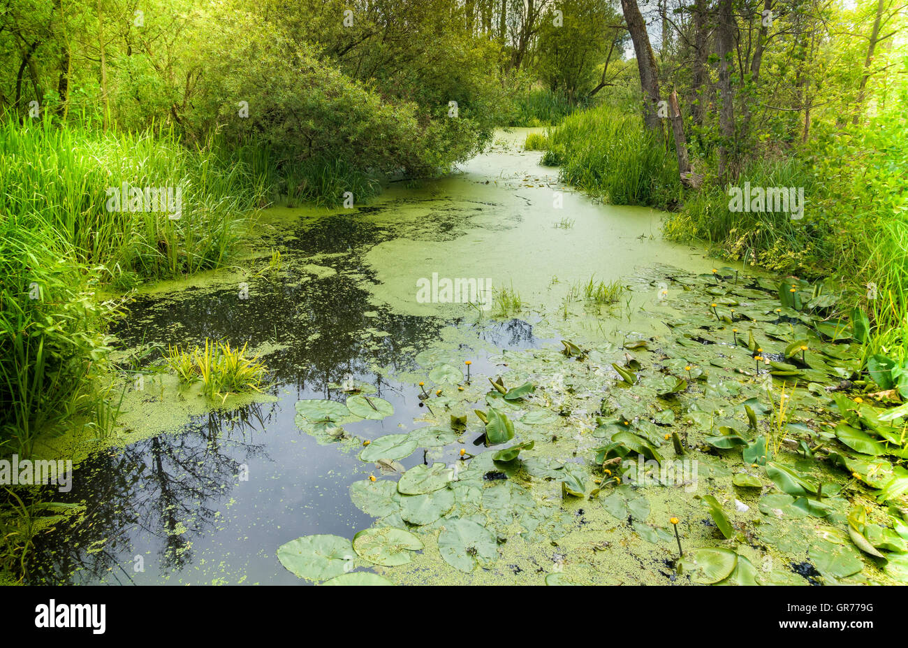Small biotope pond hi-res stock photography and images - Alamy