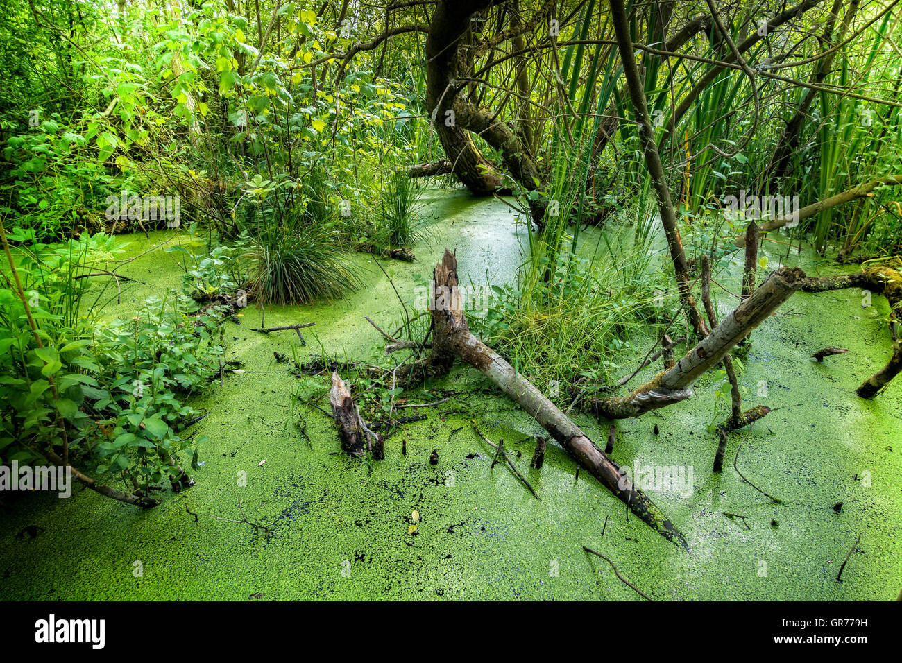 Small biotope pond hi-res stock photography and images - Alamy