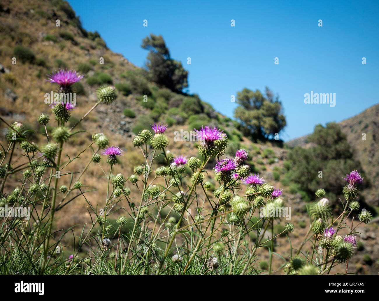 Distel hi-res stock photography and images - Alamy
