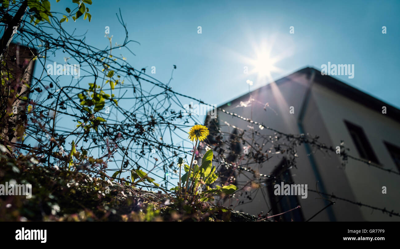 Wire weed hi-res stock photography and images - Alamy