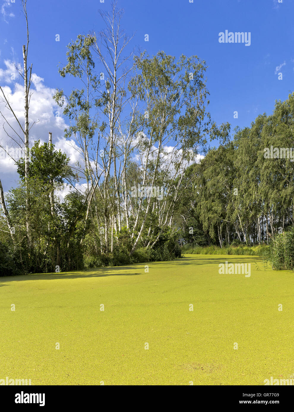 Bluegrass fields hi-res stock photography and images - Alamy